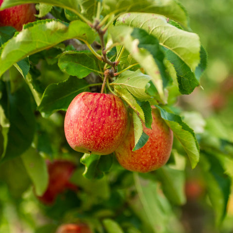 Unusual & Rare Fruit Trees For Sale Online | Ornamental Trees