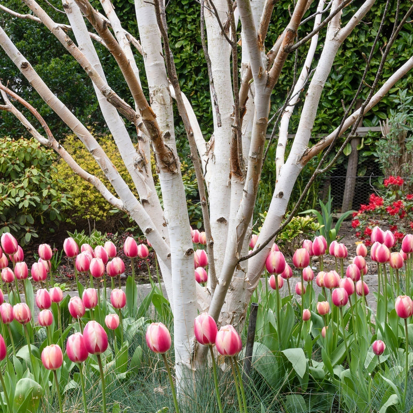 Guide to Tree Forms | Ornamental Trees