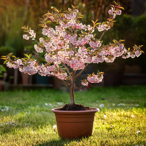 7 Best Cherry Blossom for Pots & Containers | Ornamental Trees