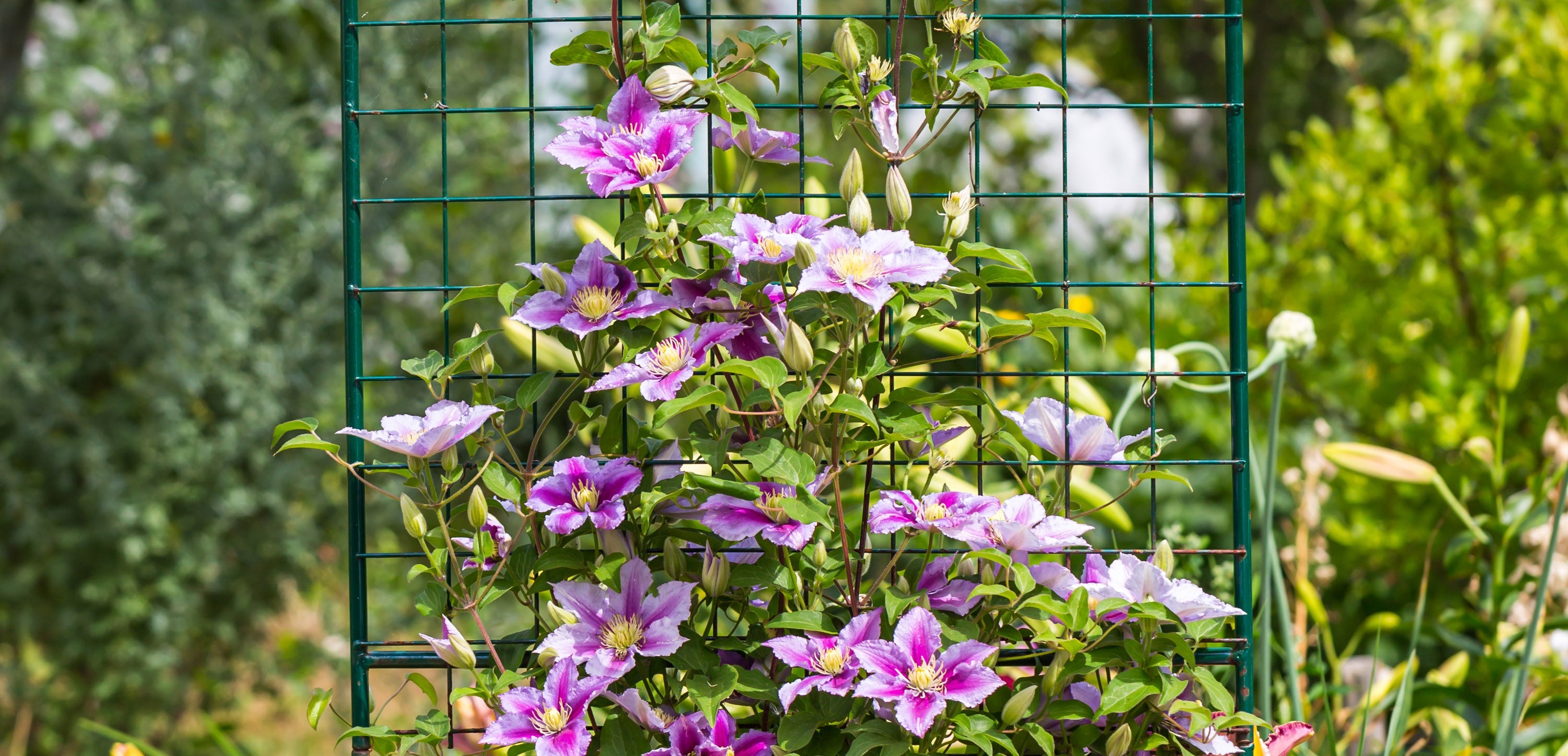 April Gardening Made Simple: What To Do Now – Ornamental Trees
