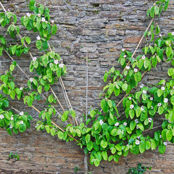 How to Fan Train Fruit Trees – Ornamental Trees