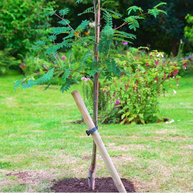 Shrub & Bushes Special Offers | Sale | Ornamental Trees