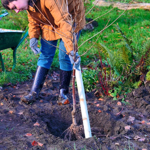 Shrubs & Bushes For Clay Soil | Ornamental Trees