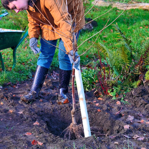 Climbing Plants For Sale | Ornamental Trees