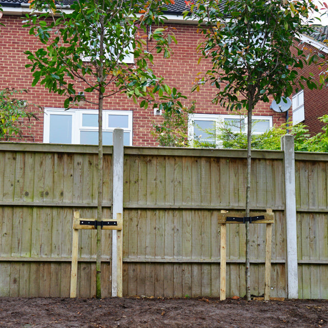 Shrub & Bushes Special Offers | Sale | Ornamental Trees