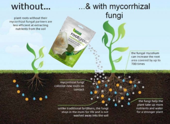 Is Mycorrhizae Good For Plants