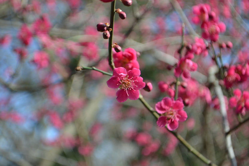 Top 5 Gardening Jobs for February – Ornamental Trees