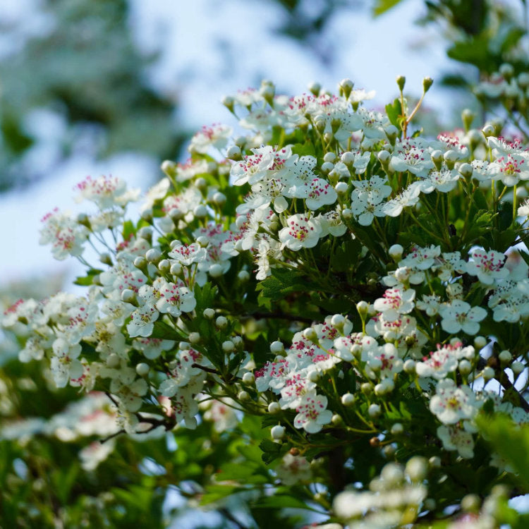 Native Trees For British Gardens | Ornamental Trees