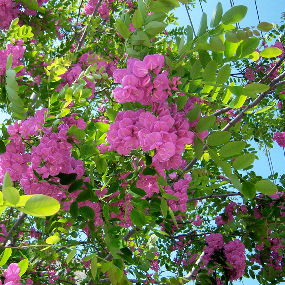 Robinia Trees | False Acacia | Locust | Ornamental Trees