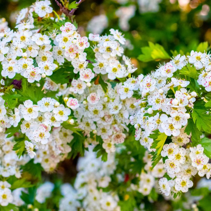 Hawthorn Trees For Sale | Crataegus Maythorn | Ornamental Trees