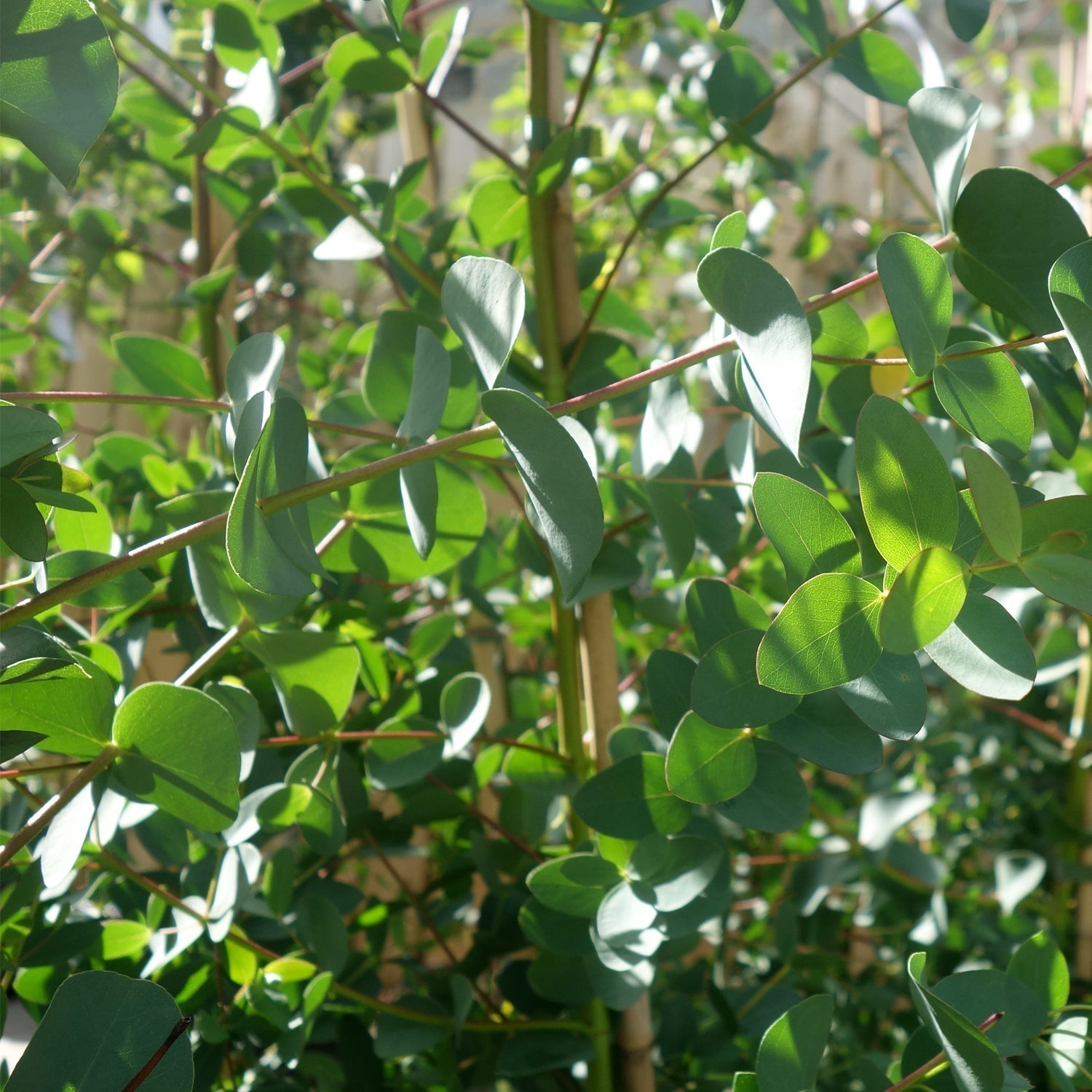 Eucalyptus | Evergreen Gum Trees | Ornamental Trees