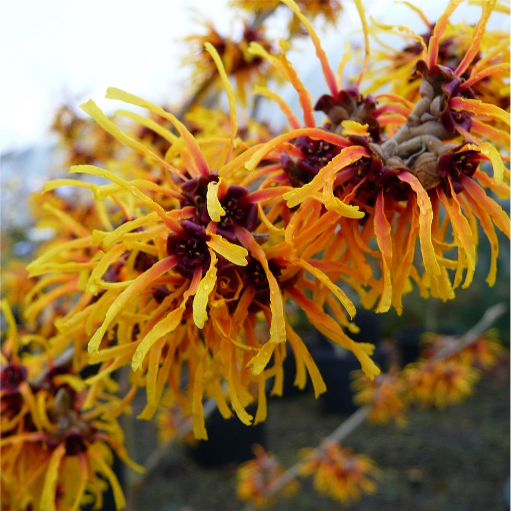 Winter Flowering Trees & Shrubs Online | Ornamental Trees