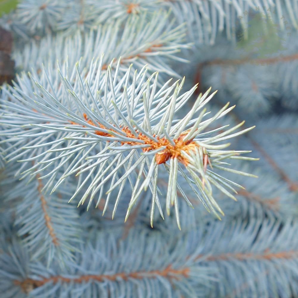 Blue & Silver Coloured Foliage Trees | Ornamental Trees