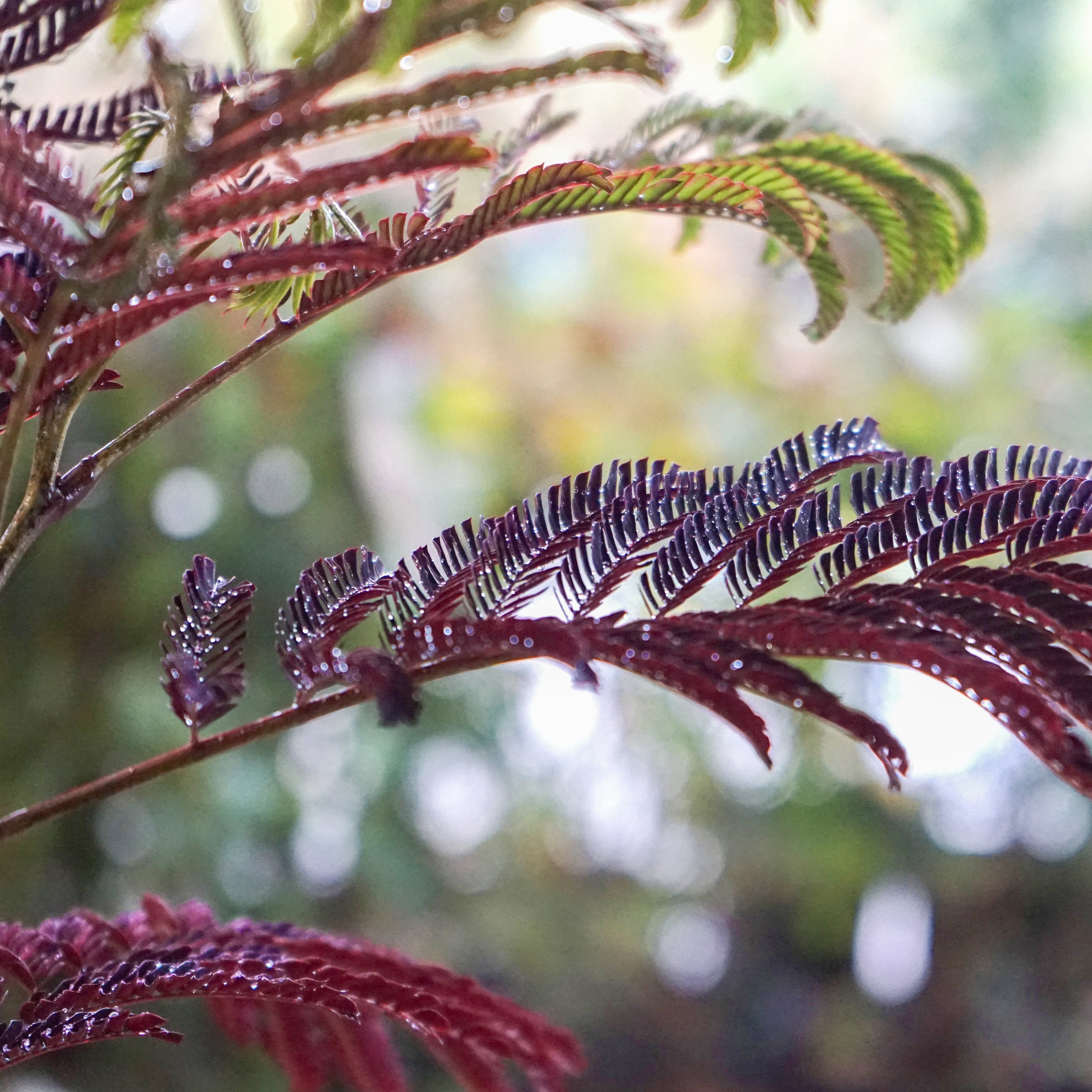 Trees with Red & Purple Coloured Foliage | Ornamental Trees
