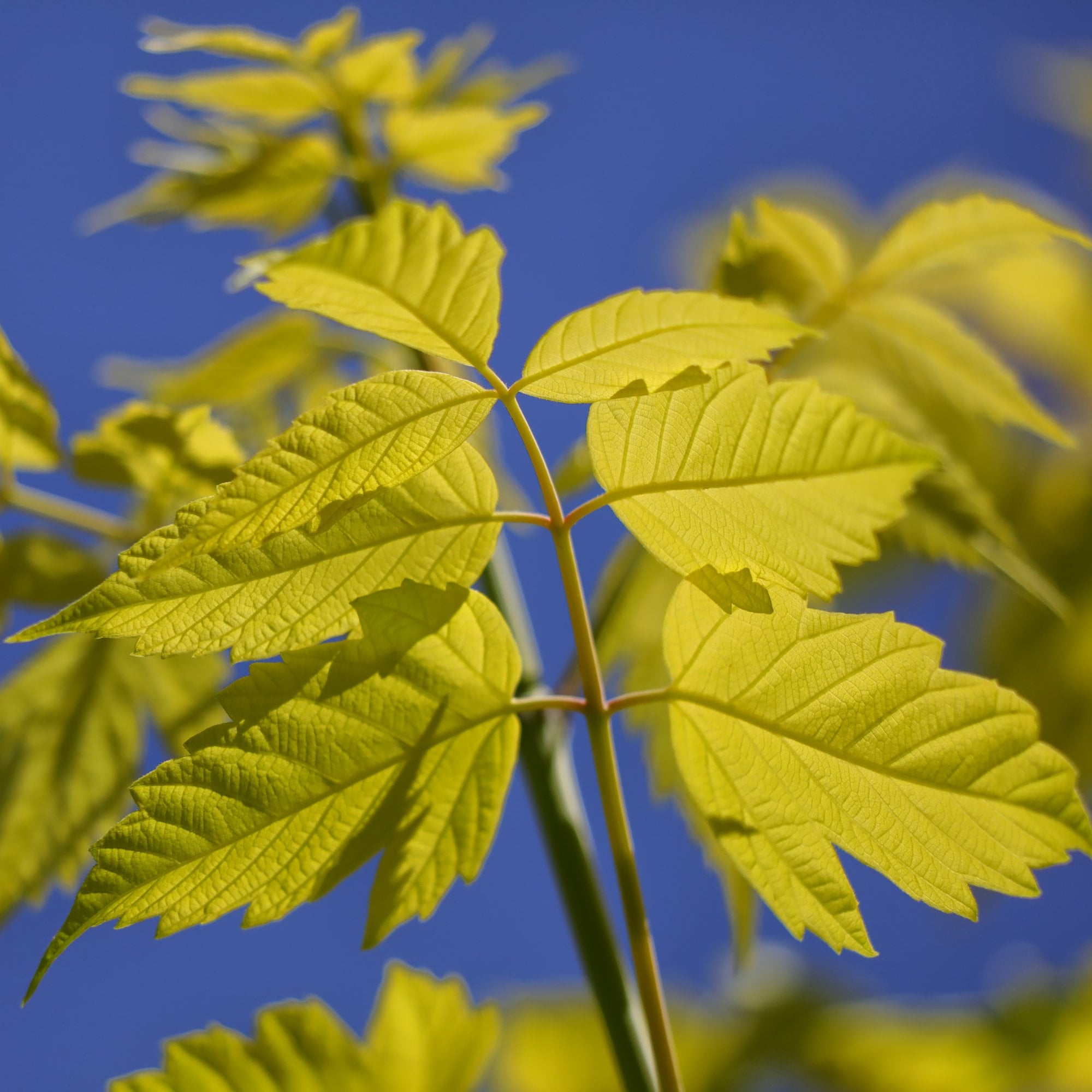 Yellow & Gold Coloured Foliage Trees | Ornamental Trees