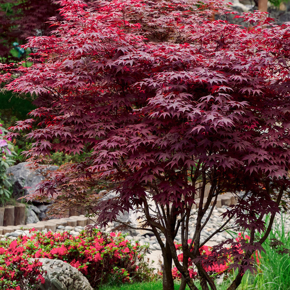 Mature Japanese Maples | Large Acer palmatum | Ornamental Trees – Page 2