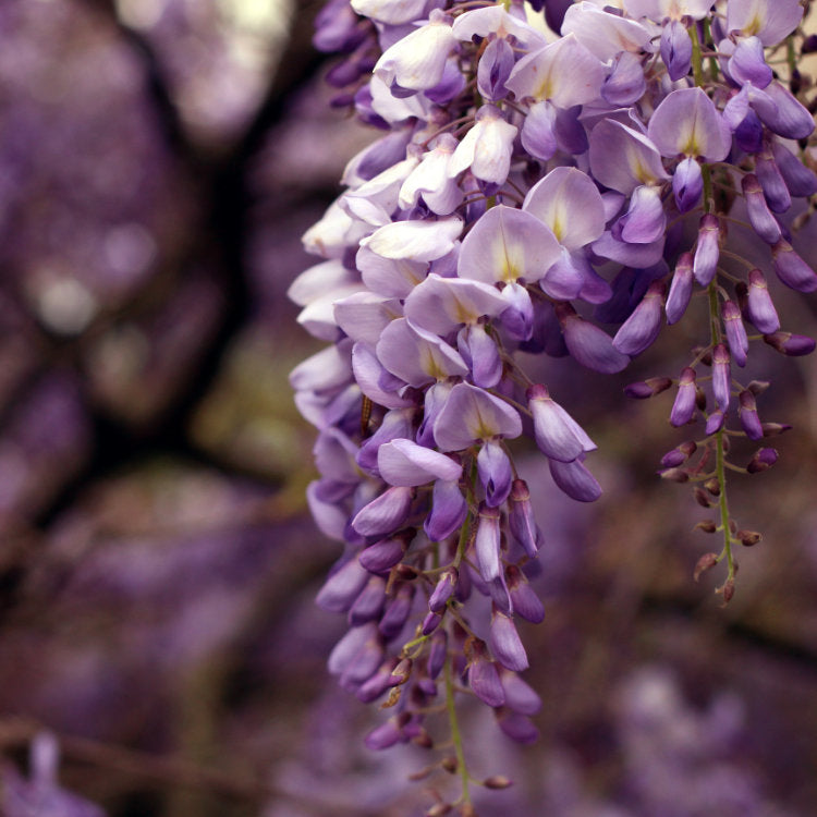 Purple Garden Plants, Trees & Shrubs | Ornamental Trees