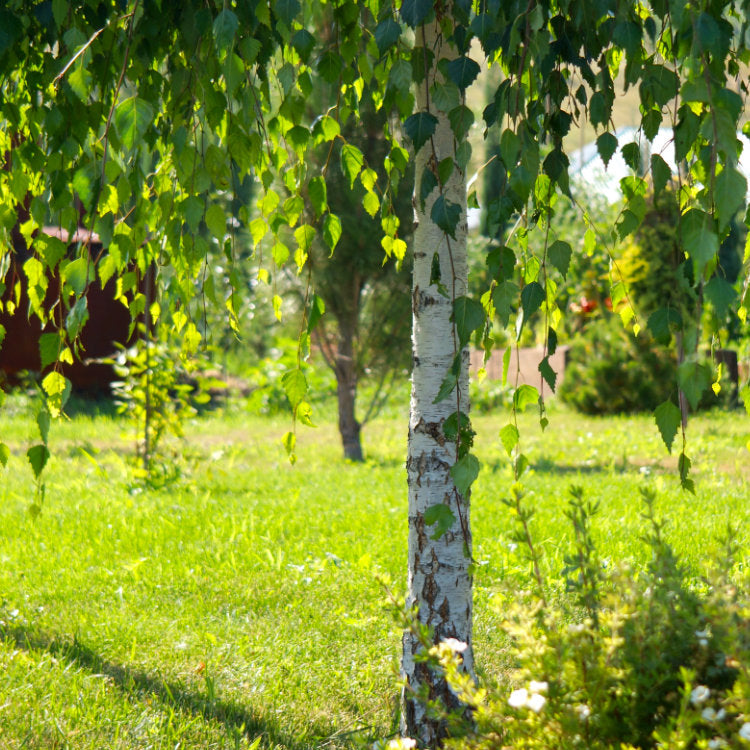 Small Birch Trees | Dwarf Betula | Ornamental Trees