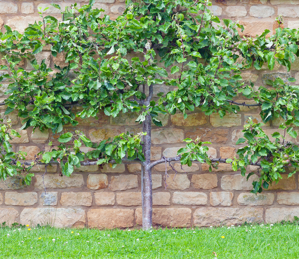 Espalier, Cordon & Fan Trained Fruit Trees For Sale | Ornamenta Trees ...