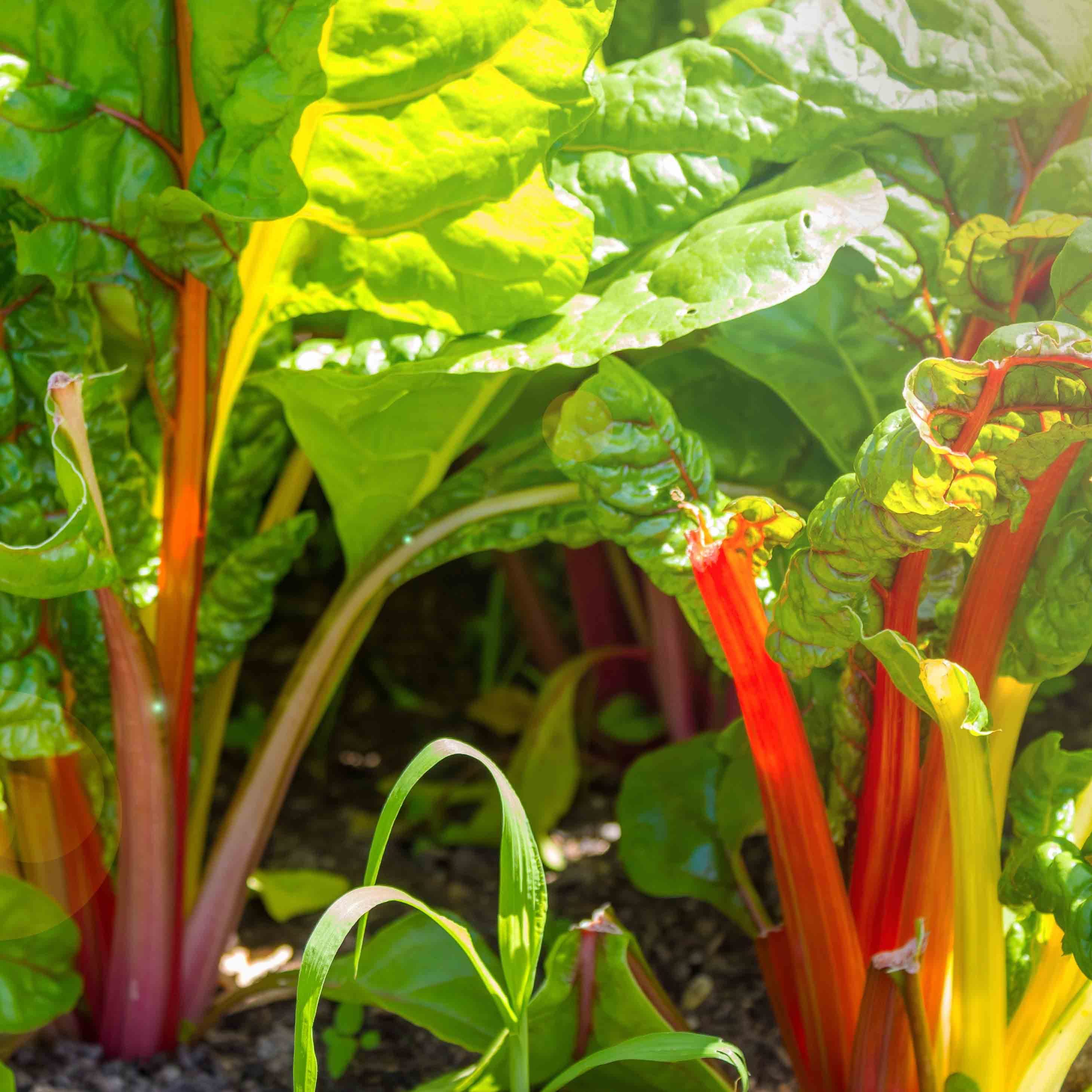 Rhubarb Plants | Grow Your Own Rhubarb | Ornamental Trees