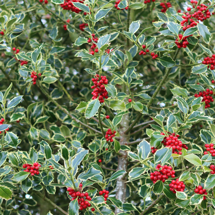 Mature & Large Evergreen Trees For Sale | Ornamental Trees