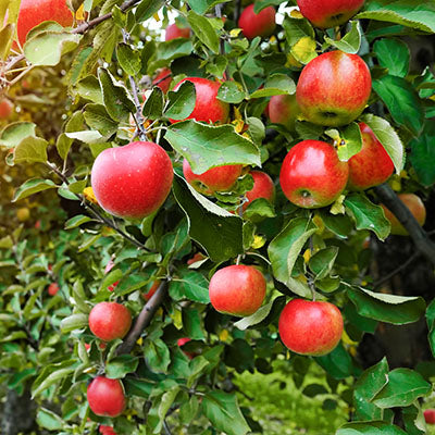 Mature & Large Fruit Trees For Sale | Ornamental Trees