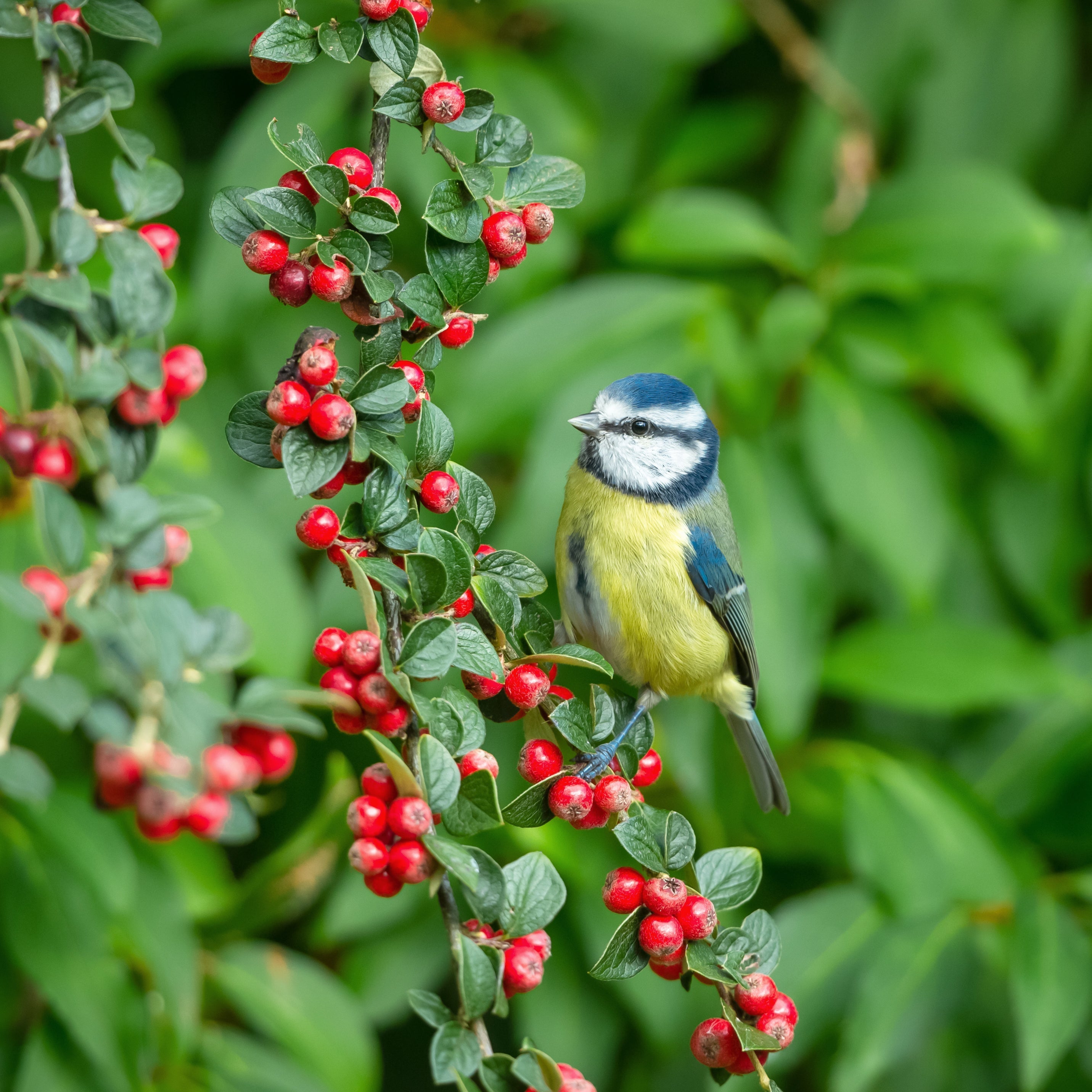 Trees For Wildlife & Birds UK | Ornamental Trees