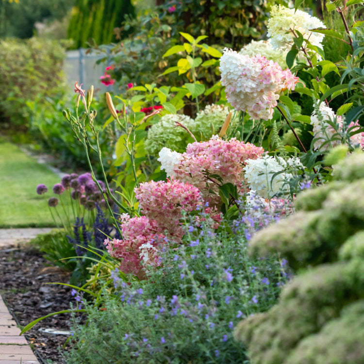 Mature Shrubs & Bushes | Ornamental Trees