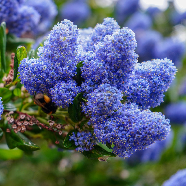 Ceanothus | Flowering Californian Lilac Trees | Ornamental Trees