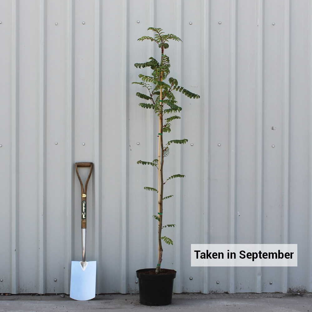 Sorbus commixta | Buy Japanese Rowan Trees Online – Ornamental Trees