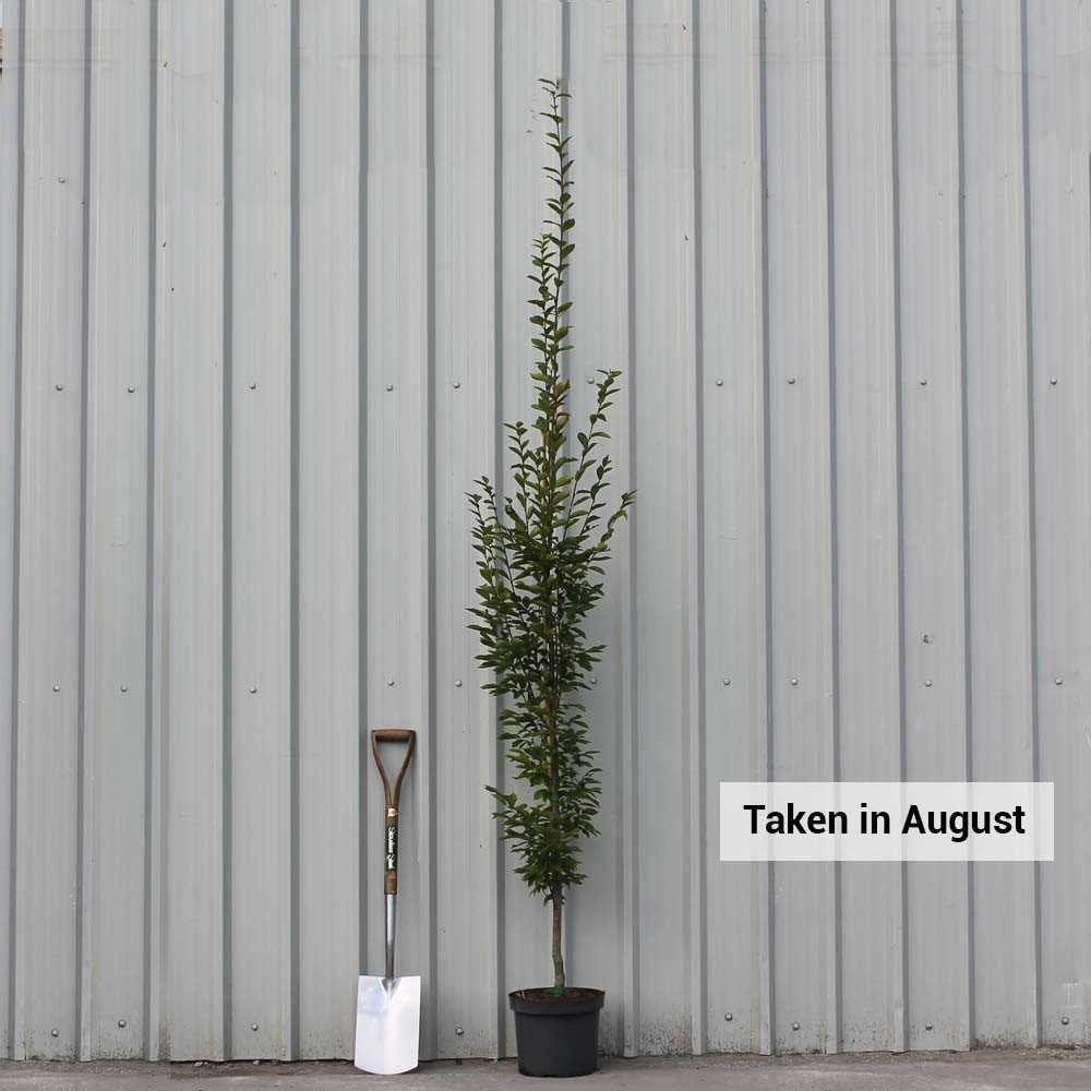 Carpinus betulus Fastigiata | Upright Hornbeam Tree | Ornamental Trees