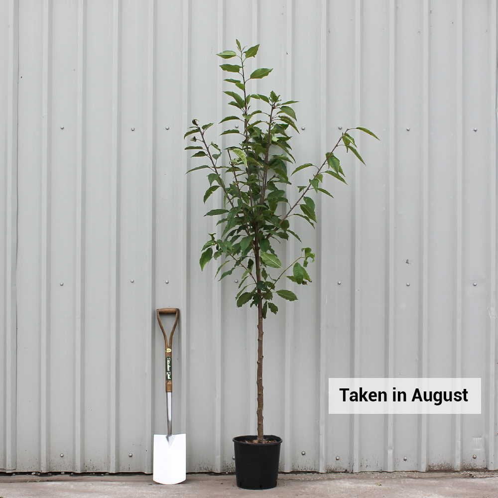 Prunus avium Plena Double Gean Cherry Blossom Tree | Ornamental Trees