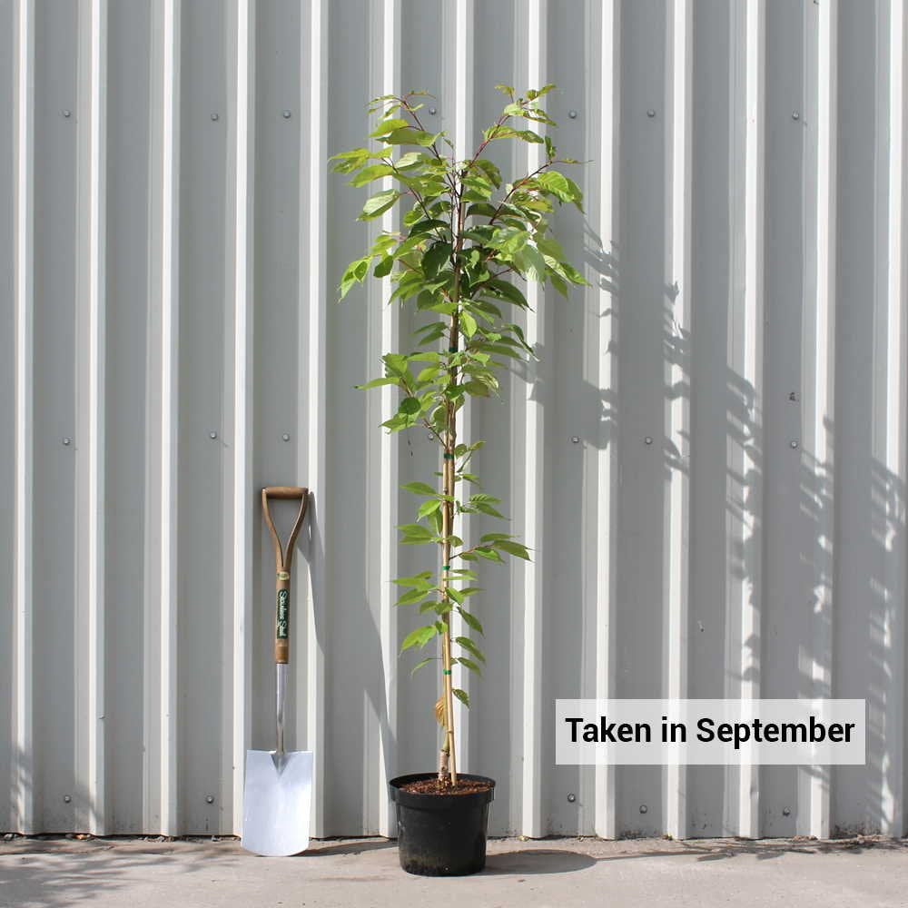 Prunus Shirofugen | Japanese Cherry Blossom Tree | Ornamental Trees