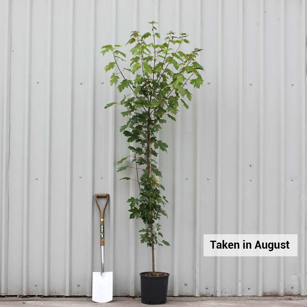 Acer freemanii Autumn Blaze | Freeman Maple Tree | Ornamental Trees