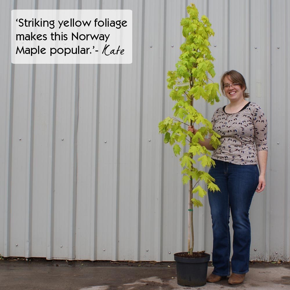Acer Platanoides Princeton Gold | Yellow Norway Maple | Ornamental Trees
