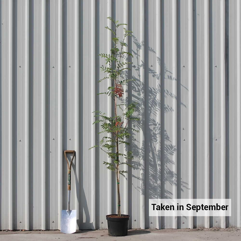 Sorbus aucuparia | Buy Native European Mountain Ash | Ornamental Trees