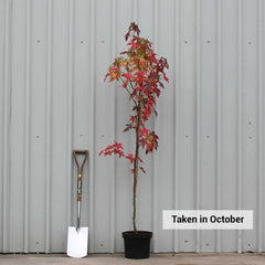 Liquidambar styraciflua Worplesdon | Sweet Gum Tree | Ornamental Trees