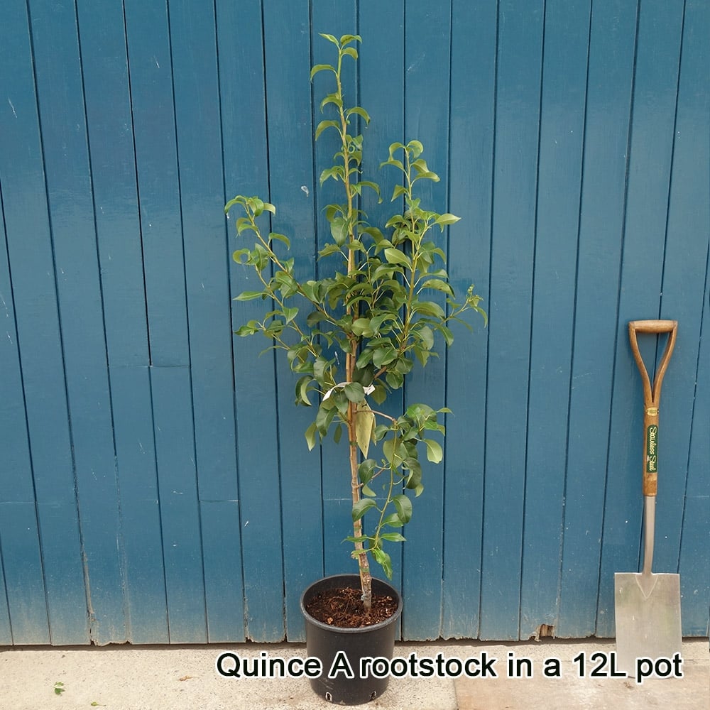 Concorde Pear Tree | Self Fertile Pears For Sale | Ornamental Trees