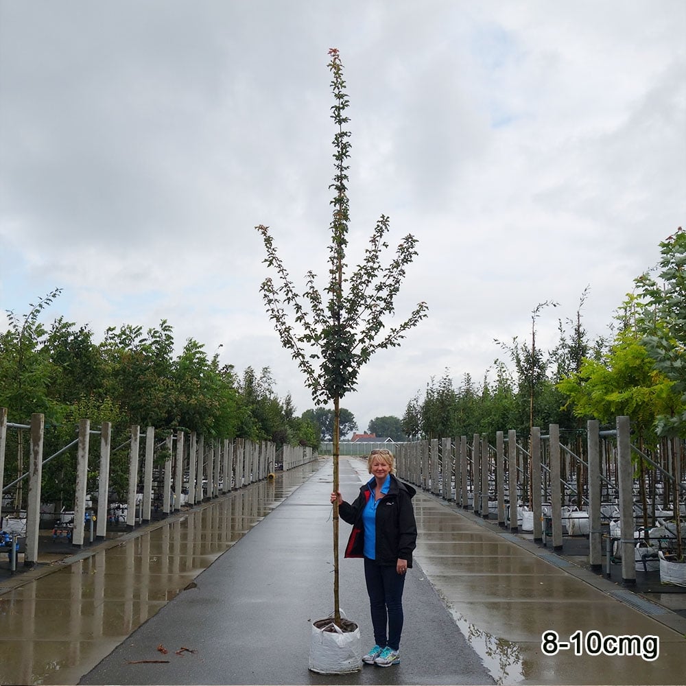Acer campestre | Buy Field Maple Trees Online – Ornamental Trees
