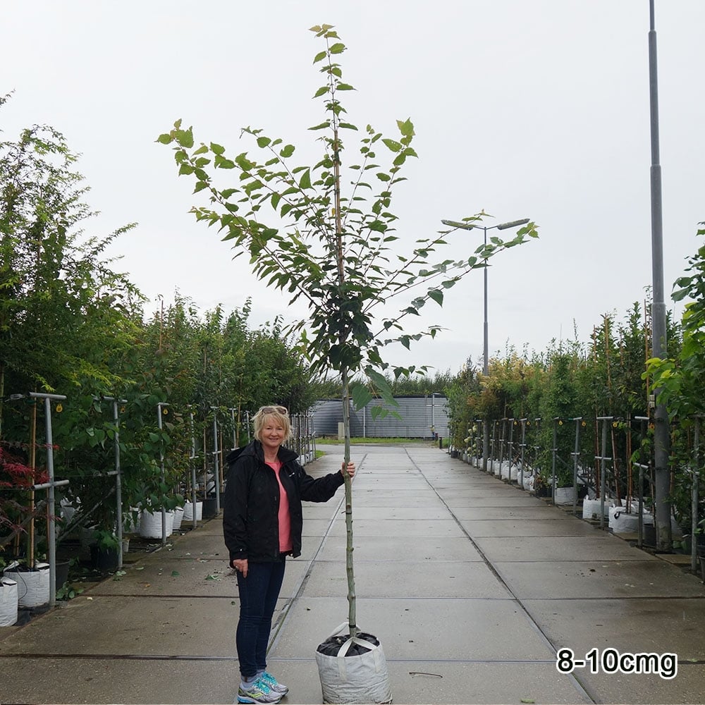 Acer davidii George Forrest | Snake Bark Maple Tree | Ornamental Trees