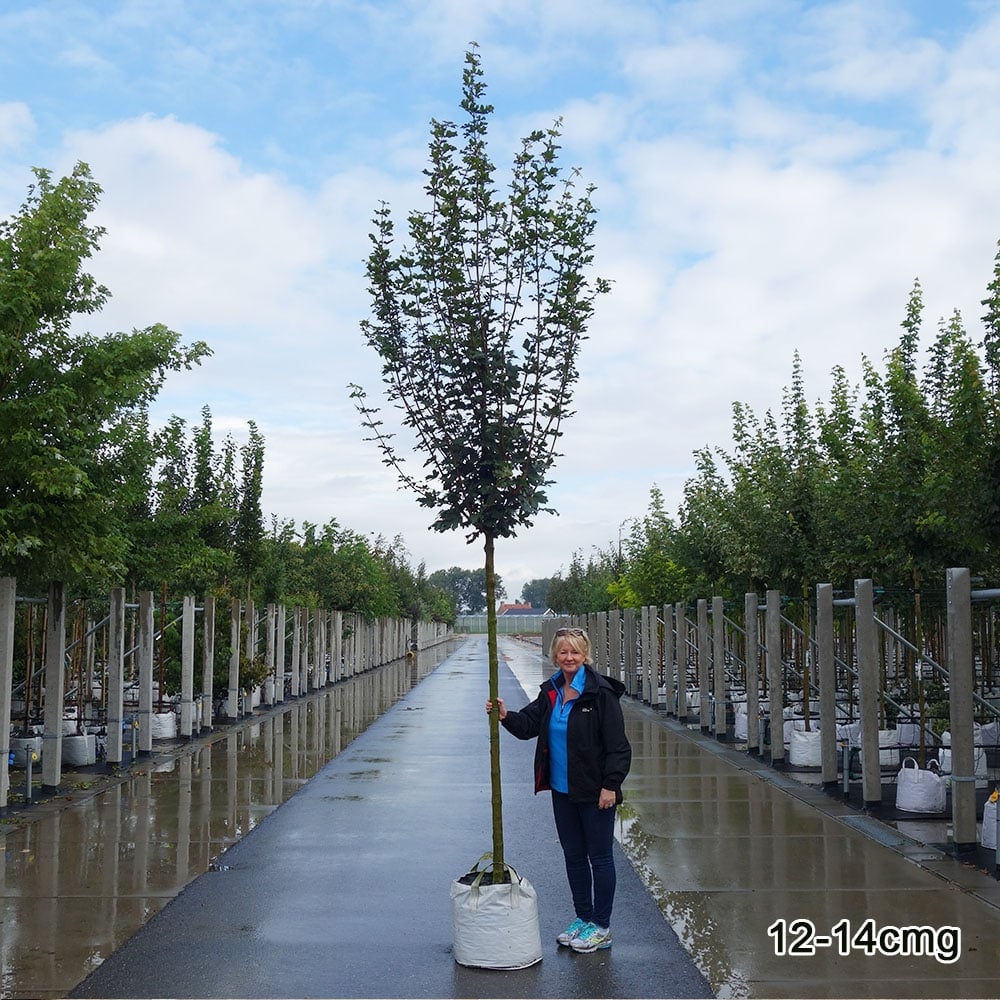 Acer freemanii Autumn Blaze | Freeman Maple Tree | Ornamental Trees