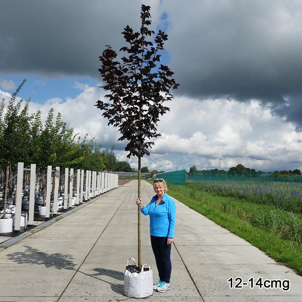 Acer platanoides Crimson King | Purple Norway Maple | Ornamental Trees