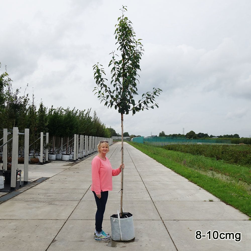 Amelanchier grandiflora Robin Hill | Pink Juneberry | Ornamental Trees