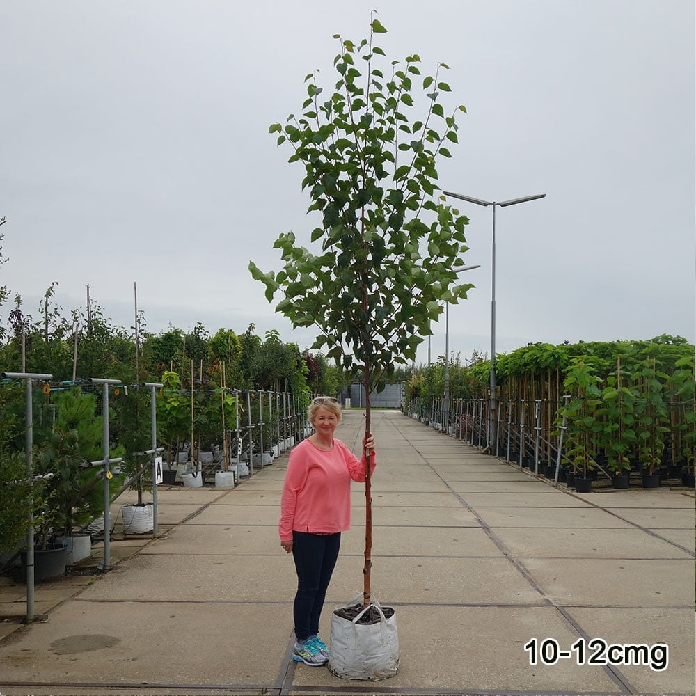 Betula albosinensis Fascination Chinese White Birch | Ornamental Trees