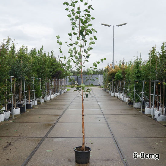 Betula utilis jacquemontii | White Himalayan Birch | Ornamental Trees