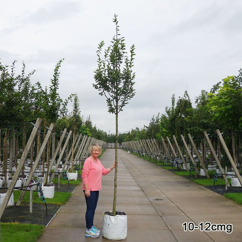 Carpinus betulus Fastigiata | Upright Hornbeam Tree | Ornamental Trees