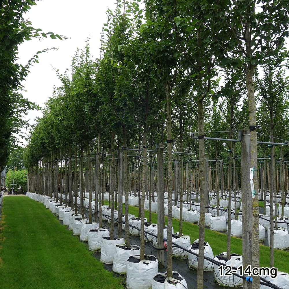 Carpinus betulus Fastigiata | Upright Hornbeam Tree | Ornamental Trees