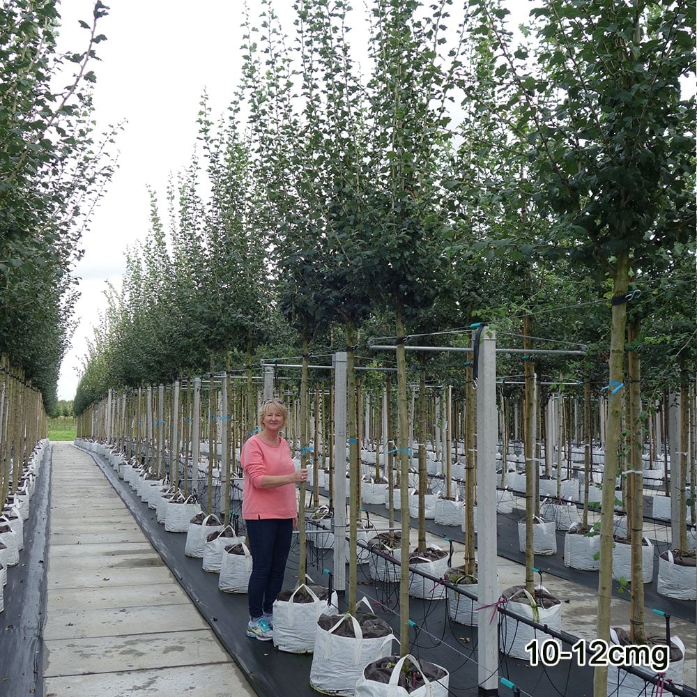Crataegus laevigata Pauls Scarlet Crimson Hawthorn | Ornamental Trees