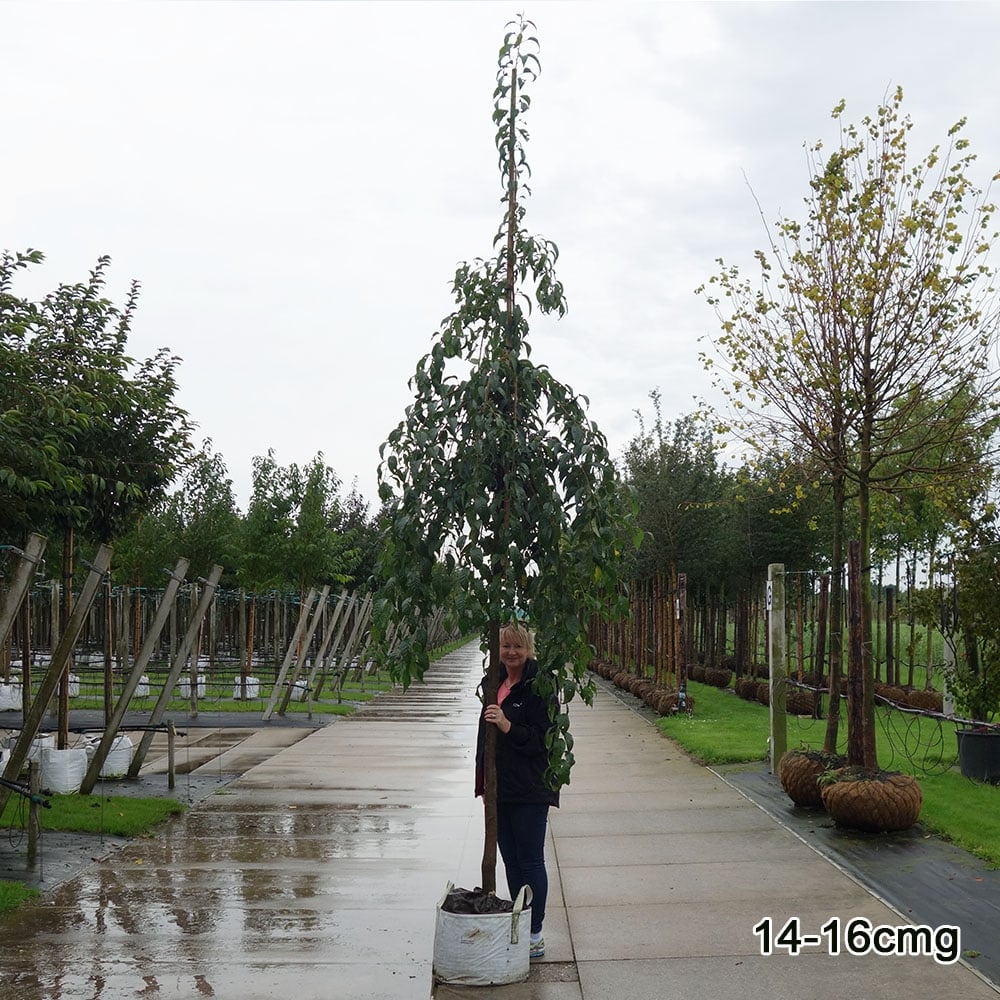 Prunus Kiku-shidare-zakura Cheals Weeping Cherry Tree | Ornamental Trees