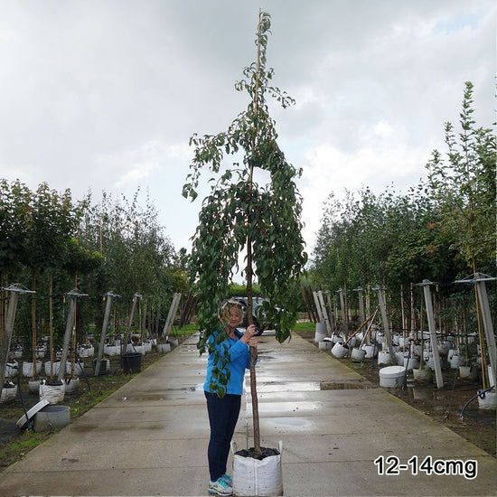 Prunus Kiku-shidare-zakura Cheals Weeping Cherry Tree | Ornamental Trees